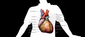 Lesiones del sistema circulatorio • Blog de PRL - IMF Smart Education